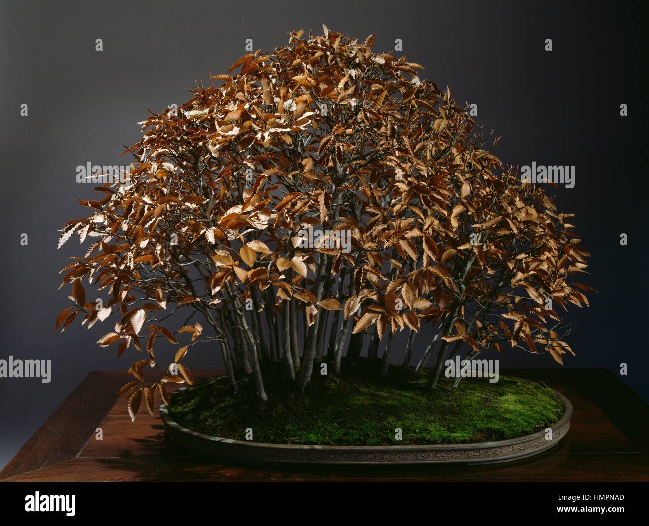 Japanese spiraea bonsai hi-res stock photography and images - Alamy