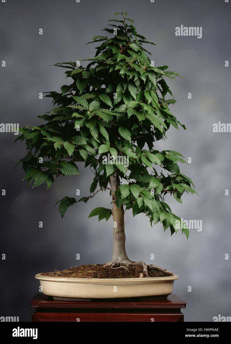 Japanese beech, Siebold's beech bonsai (Fagus crenata), Fagaceae Stock ...