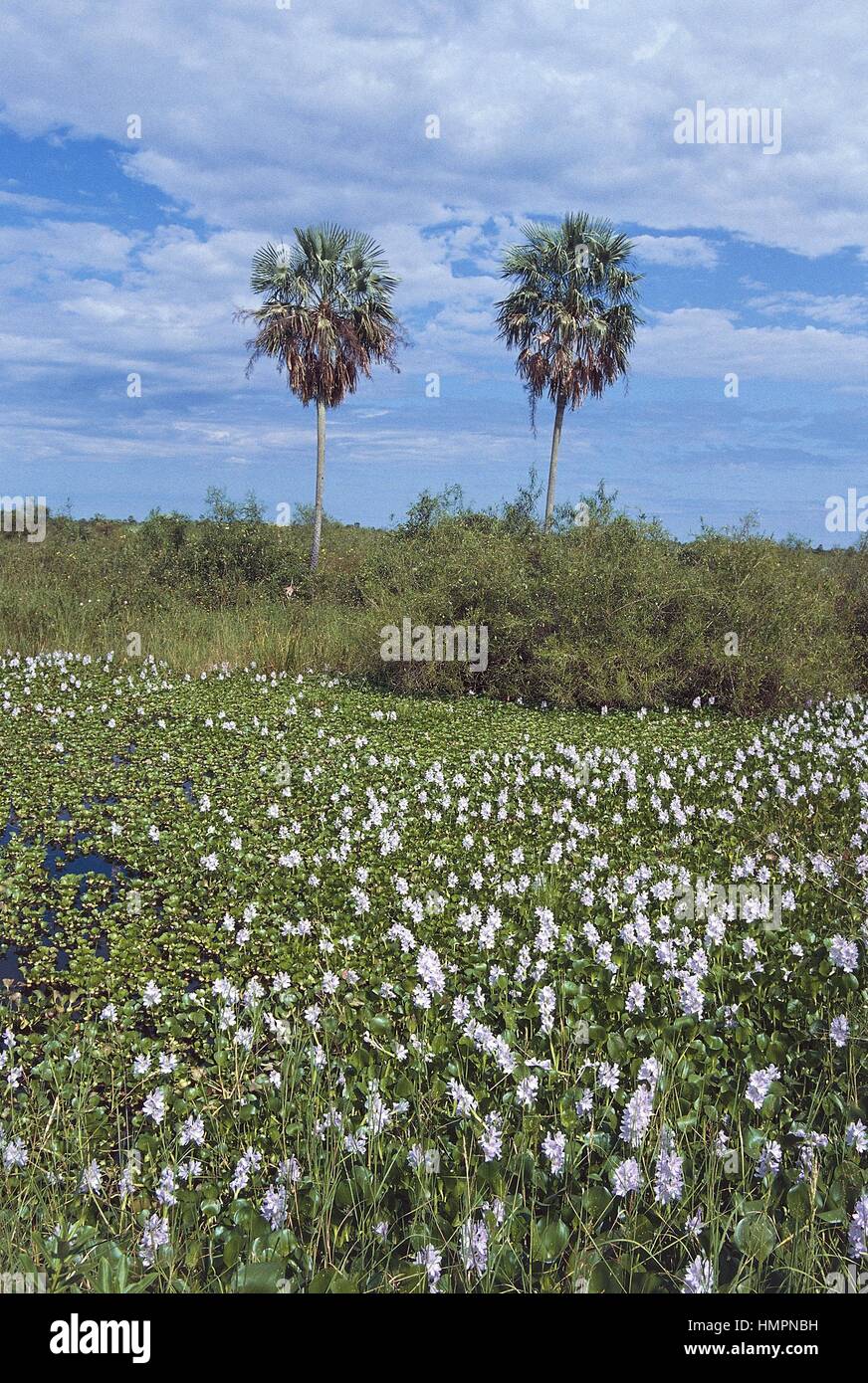 Chaco paraguay landscape hi-res stock photography and images - Alamy