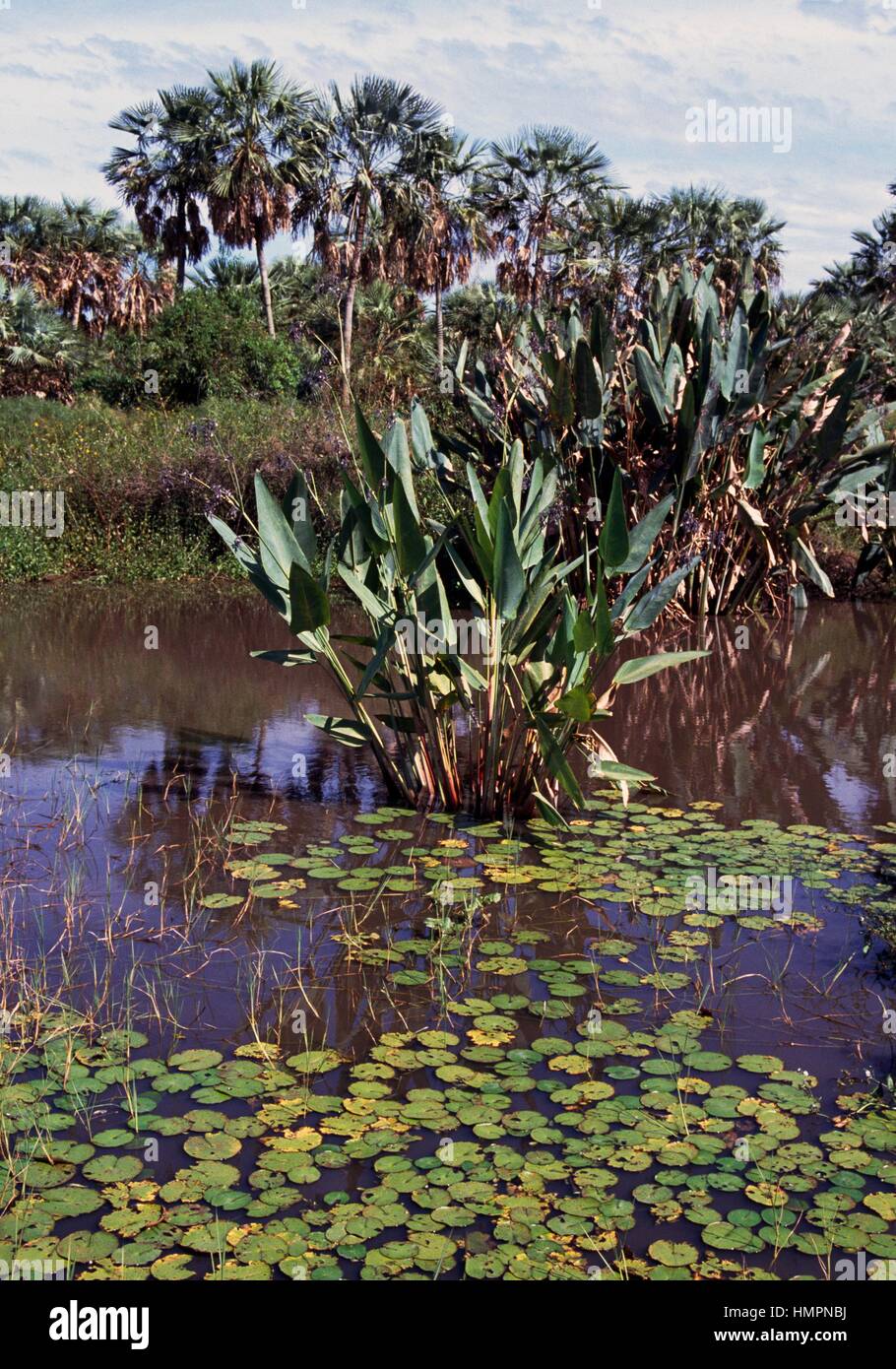 Chaco Paraguay Landscape High Resolution Stock Photography and Images ...