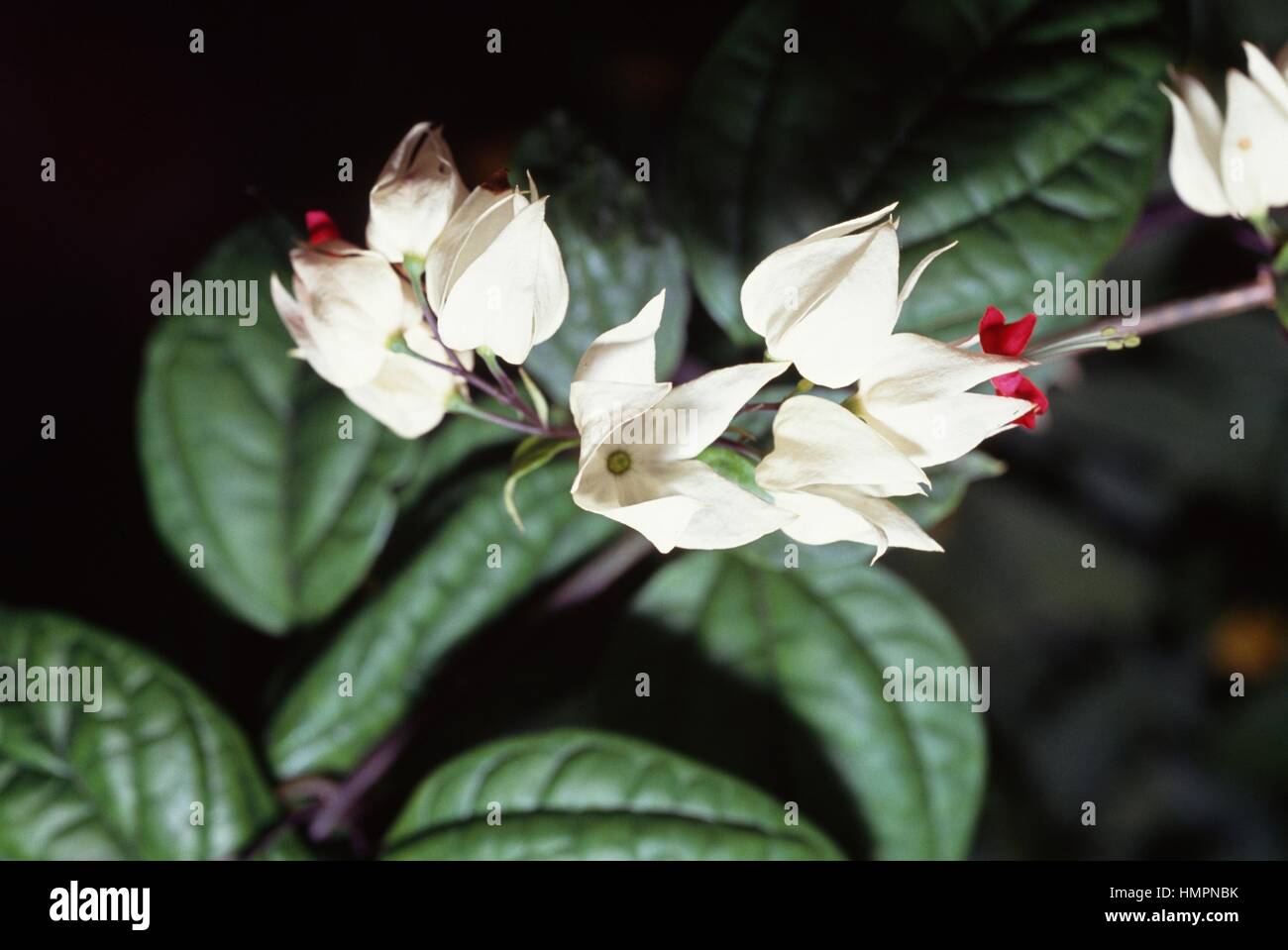 Gran chaco paraguay hi-res stock photography and images - Alamy