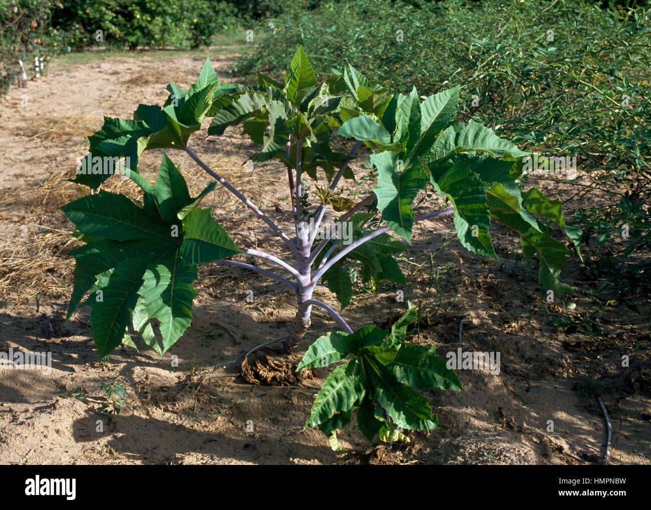 Vegetation, Philadelphia, Chaco, Paraguay Stock Photo - Alamy