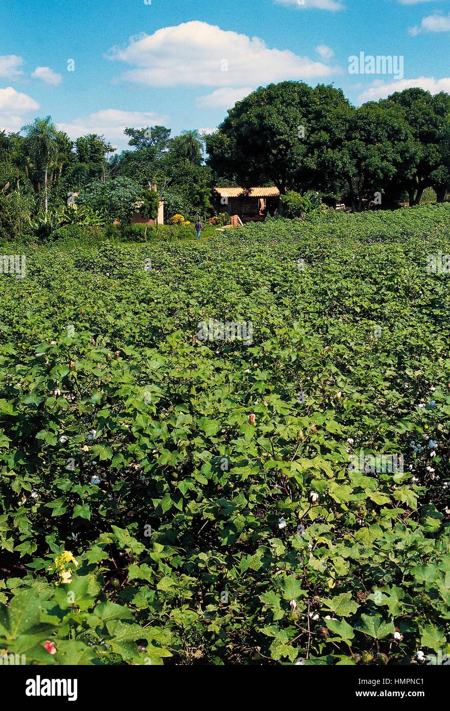 Cotton field (Gossypium sp), Cordillera, Paraguay Stock Photo - Alamy