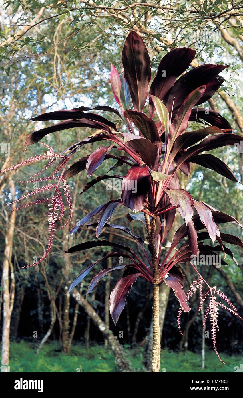 Tropical vegetation, Paraguay Stock Photo - Alamy