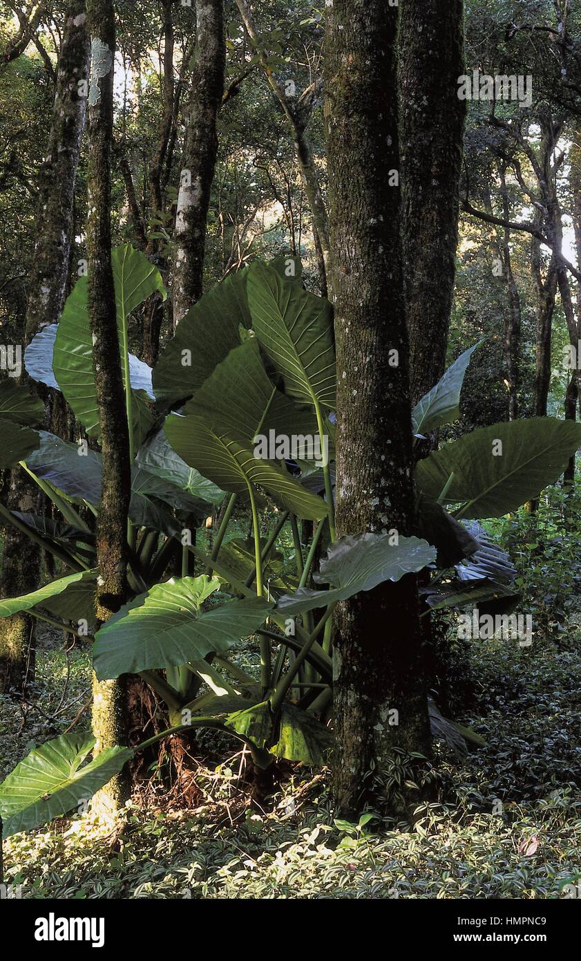 Tropical vegetation, Paraguay Stock Photo - Alamy