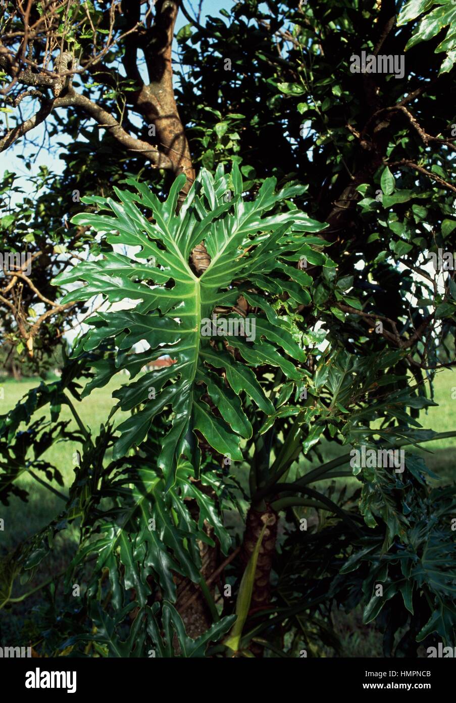 Tropical plants, Paraguay Stock Photo - Alamy