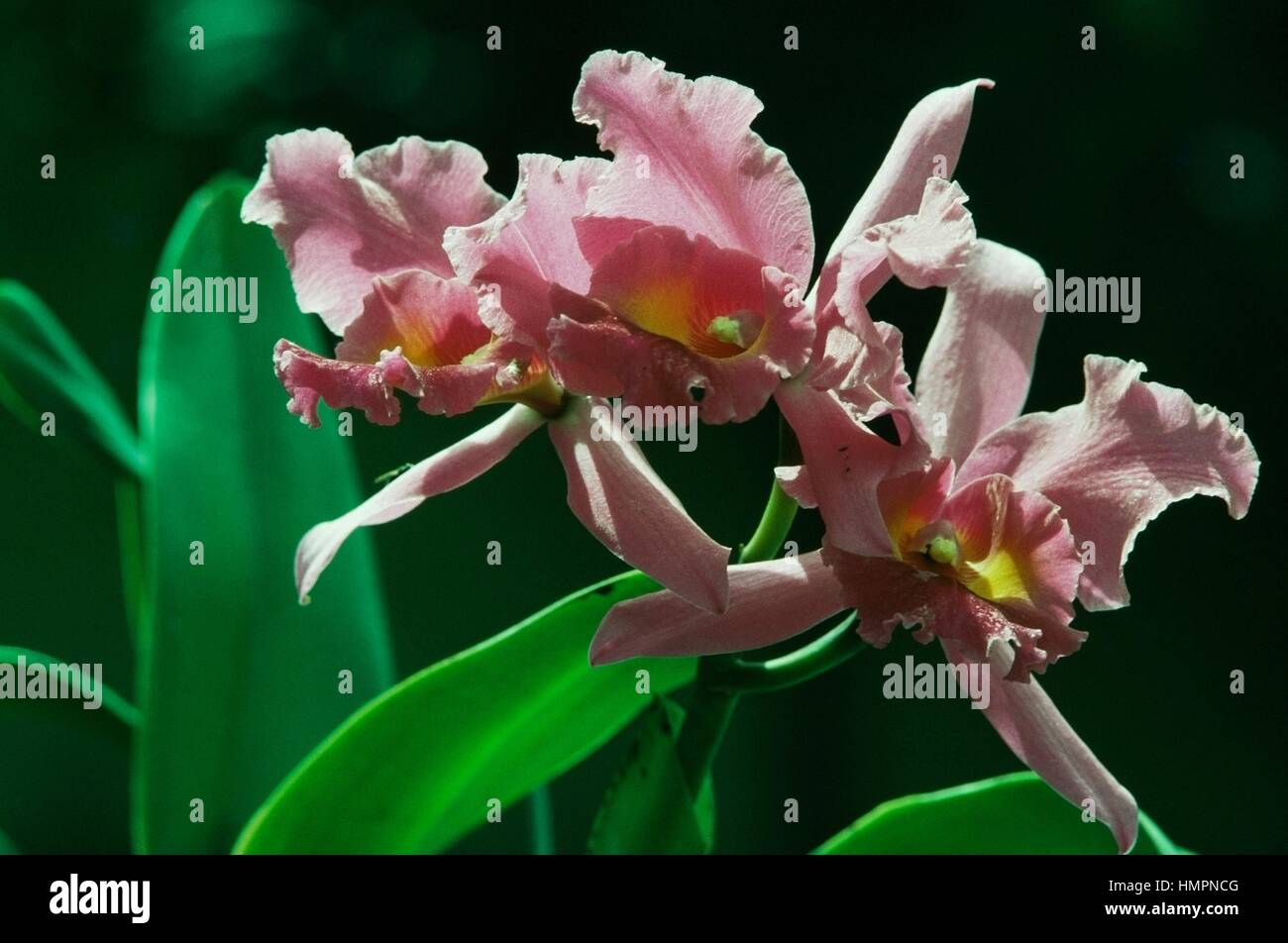 Orchid (Cattleya sp), Orchidaceae, Venezuela Stock Photo - Alamy