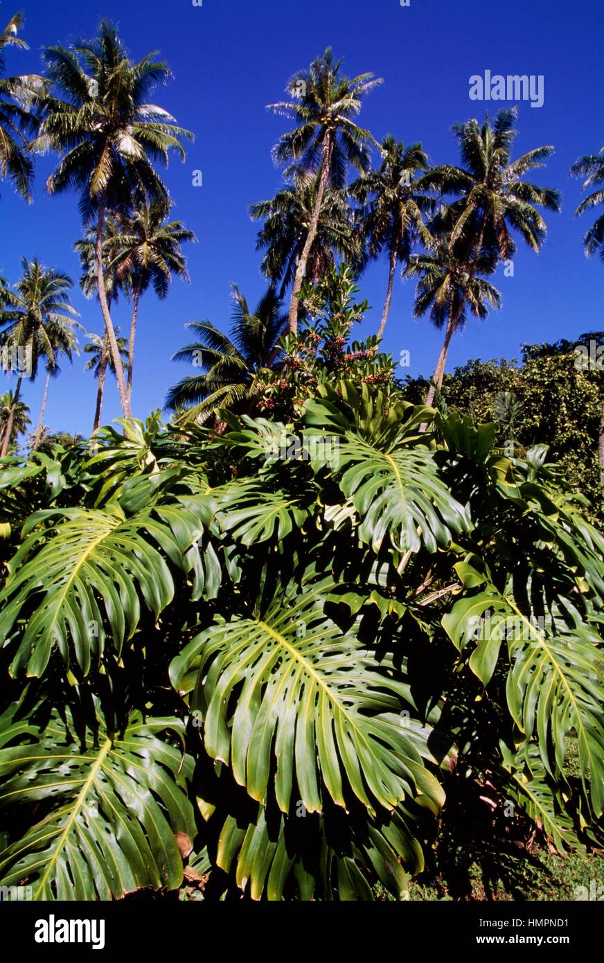 Palm trees and Monstera leaves in the botanical garden of Mataiea ...