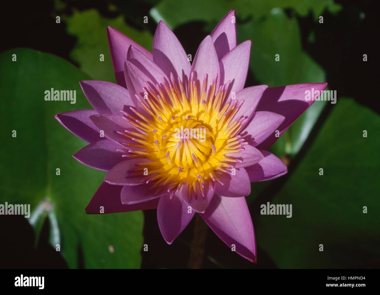 Water-lily (Nymphaea sp), Nymphaeaceae, Mataiea Botanical Gardens ...