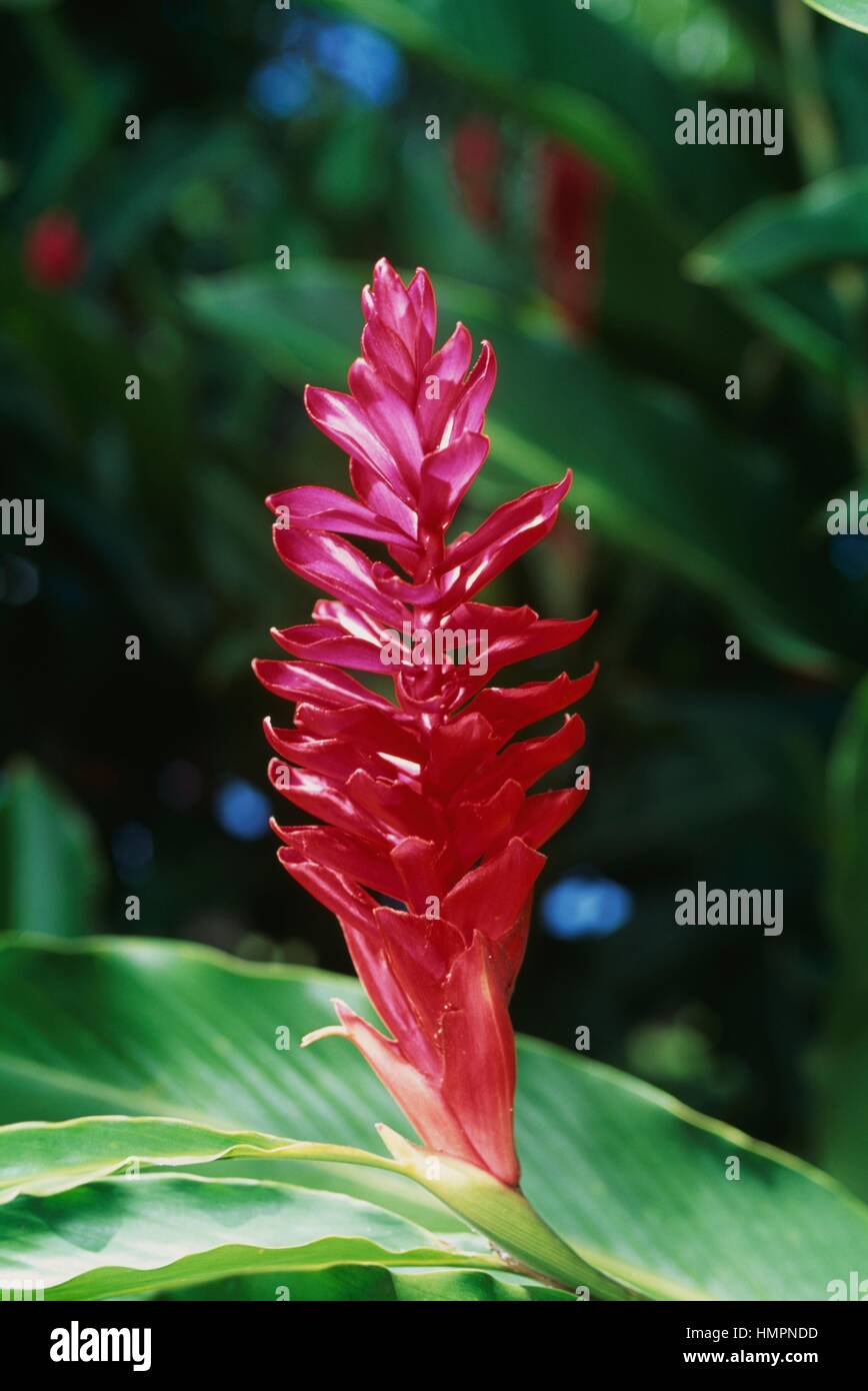 Red ginger flower (Alpinia purpurata), French Polynesia Stock Photo - Alamy