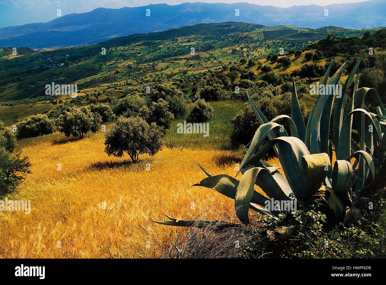 Grain and olive tree plantations, plateau of the Rif, Morocco Stock ...