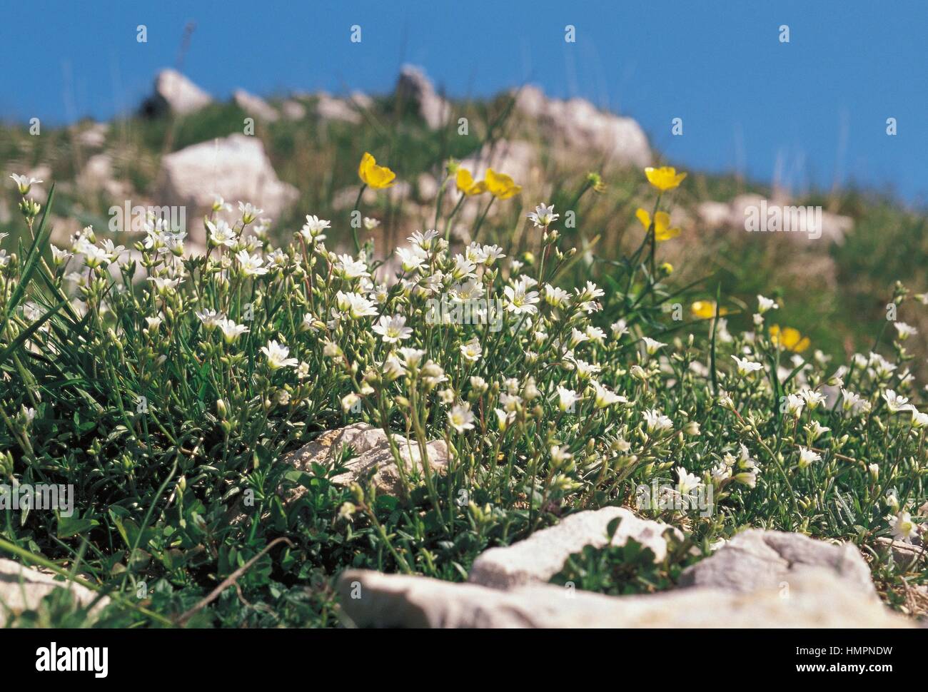 Natural flora on Monte Baldo, Veneto, Italy Stock Photo - Alamy