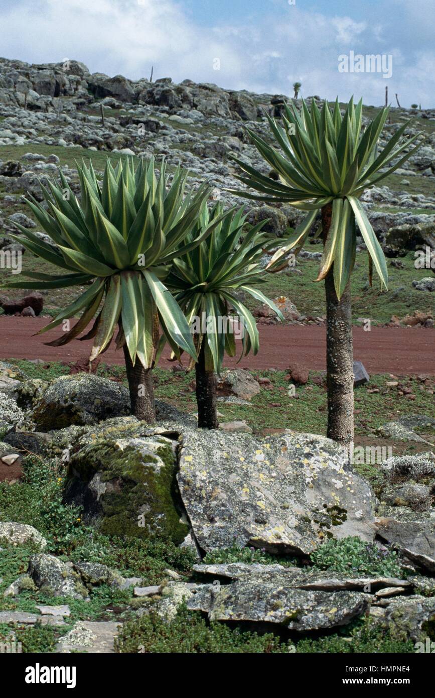 Giant lobelia (Lobelia rhynchopetalum), Lobeliaceae, Bale Mountains ...