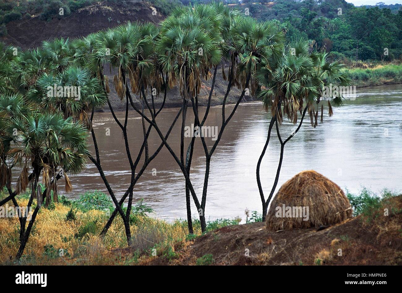 Doum palm tree hyphaene thebaica hi-res stock photography and images ...