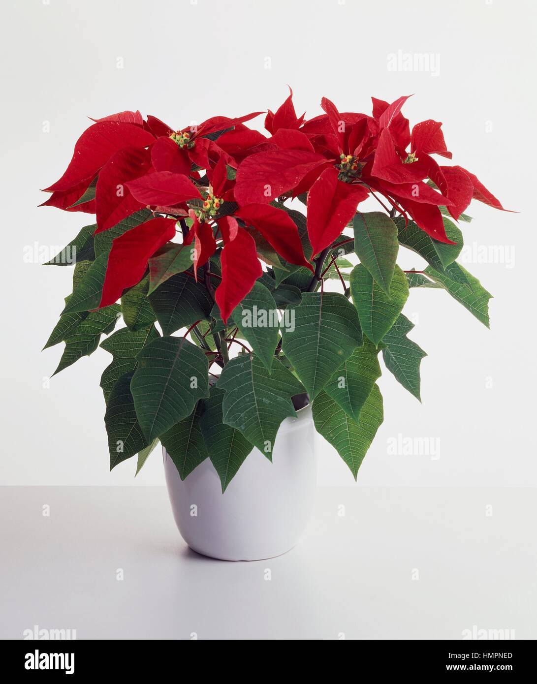 Winter Rose Poinsettia