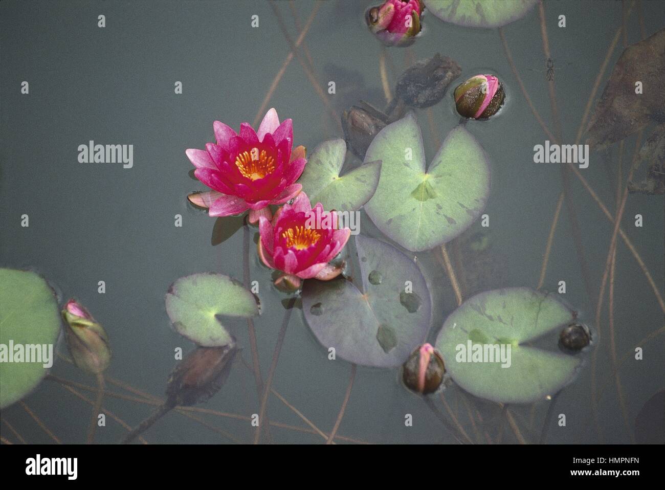 Italy - Emilia Romagna Region. Po River Delta Nature Park. Flora at ...