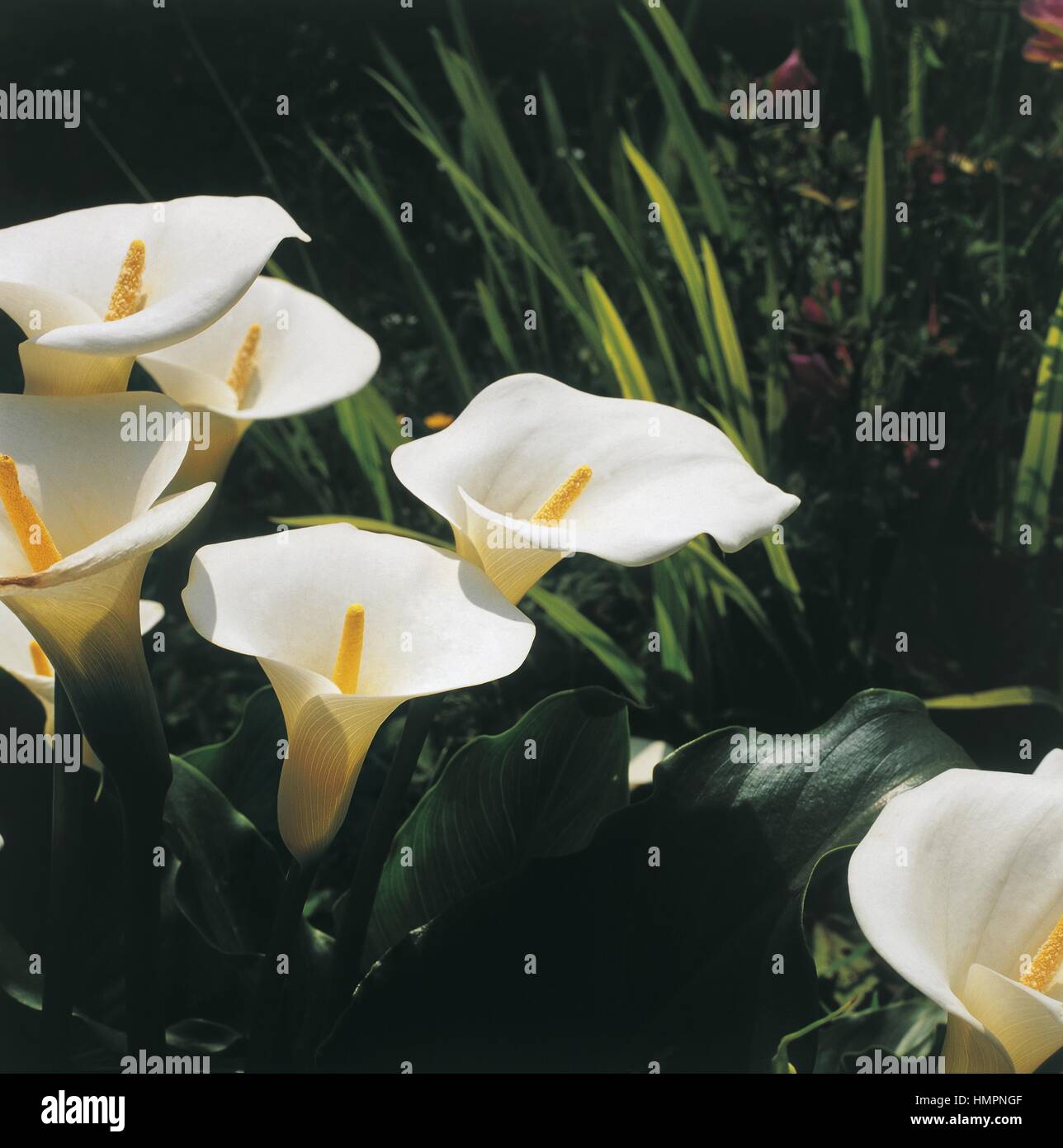 Close-up of Calla lilies in a botanical garden, Gardone Riviera ...