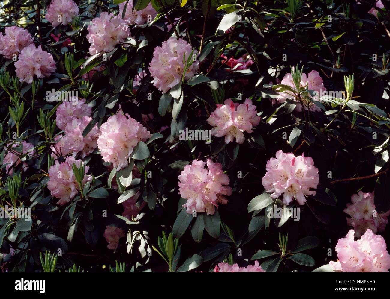 Rhododendron (Rhododendron sp), Ericaceae Stock Photo - Alamy
