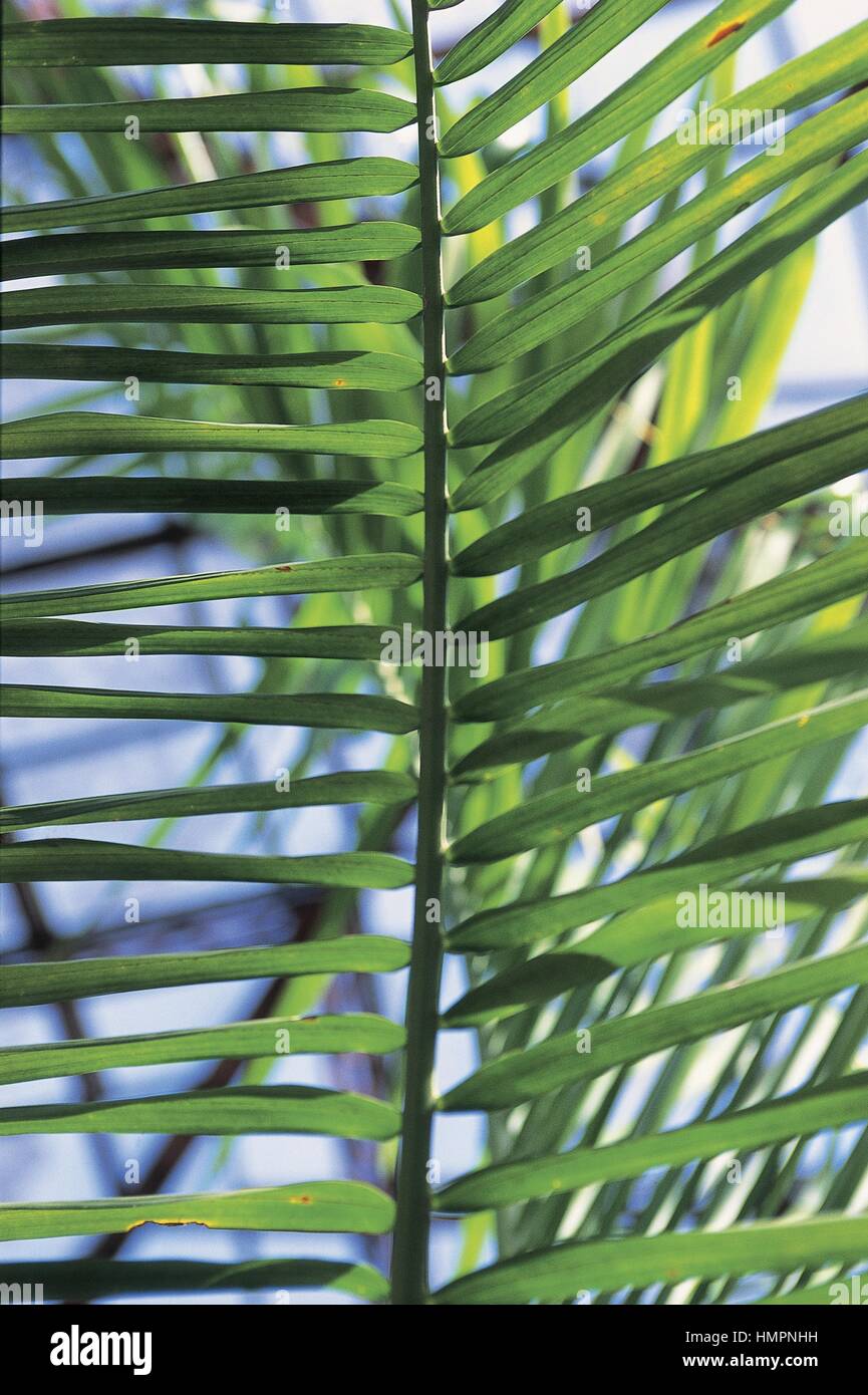 Botany - Trees - Arecaceae. Betel palm (Areca catechu). Leaves Stock ...