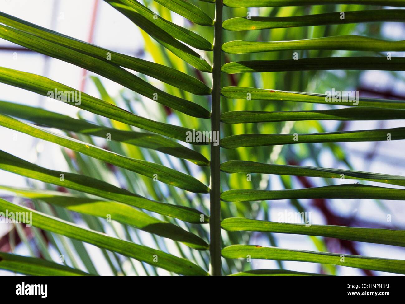 Areca palm or Areca nut palm leaf (Areca catechu), Arecaceae. Detail ...