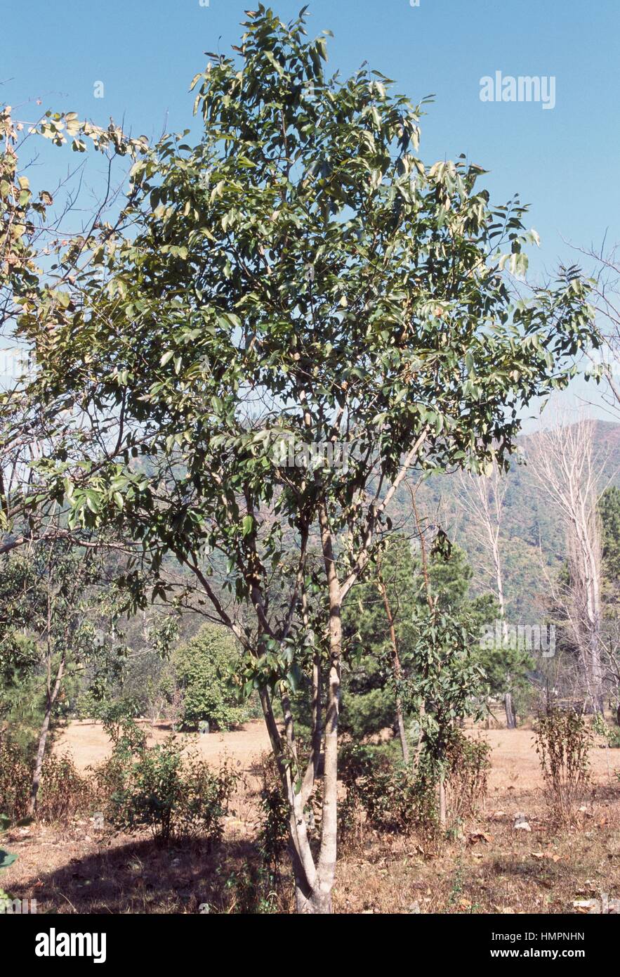 Cassia fistula, Fabaceae-Leguminosae Stock Photo - Alamy