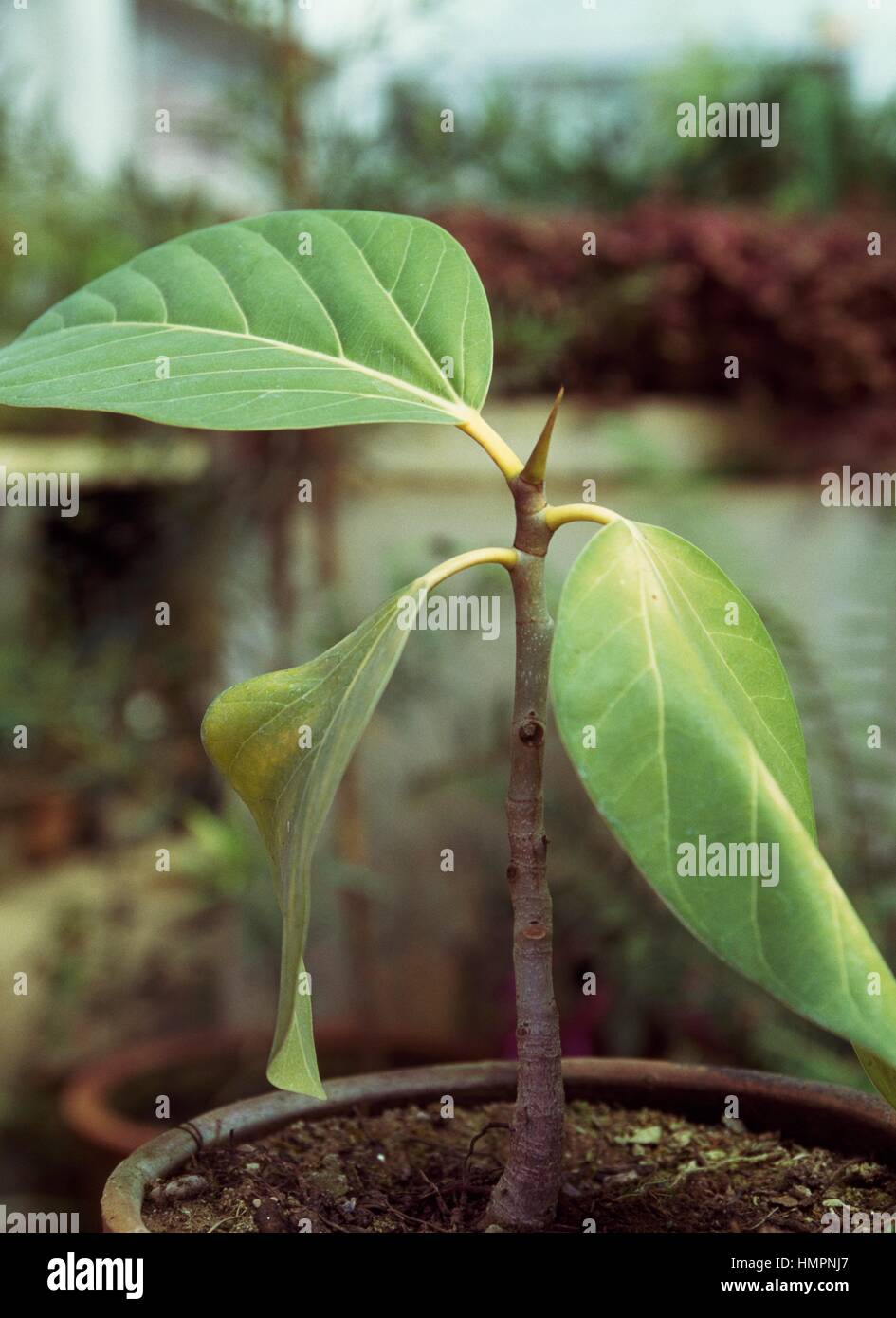 Indian banyan ficus benghalensis hi-res stock photography and images ...