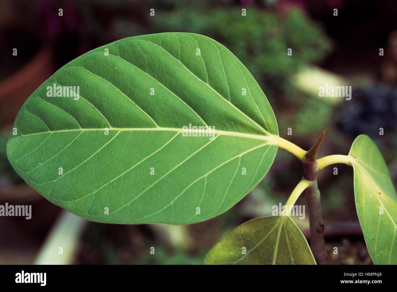 Peepul tree (Ficus religiosa), Moraceae, orto botanico di Katmandu ...