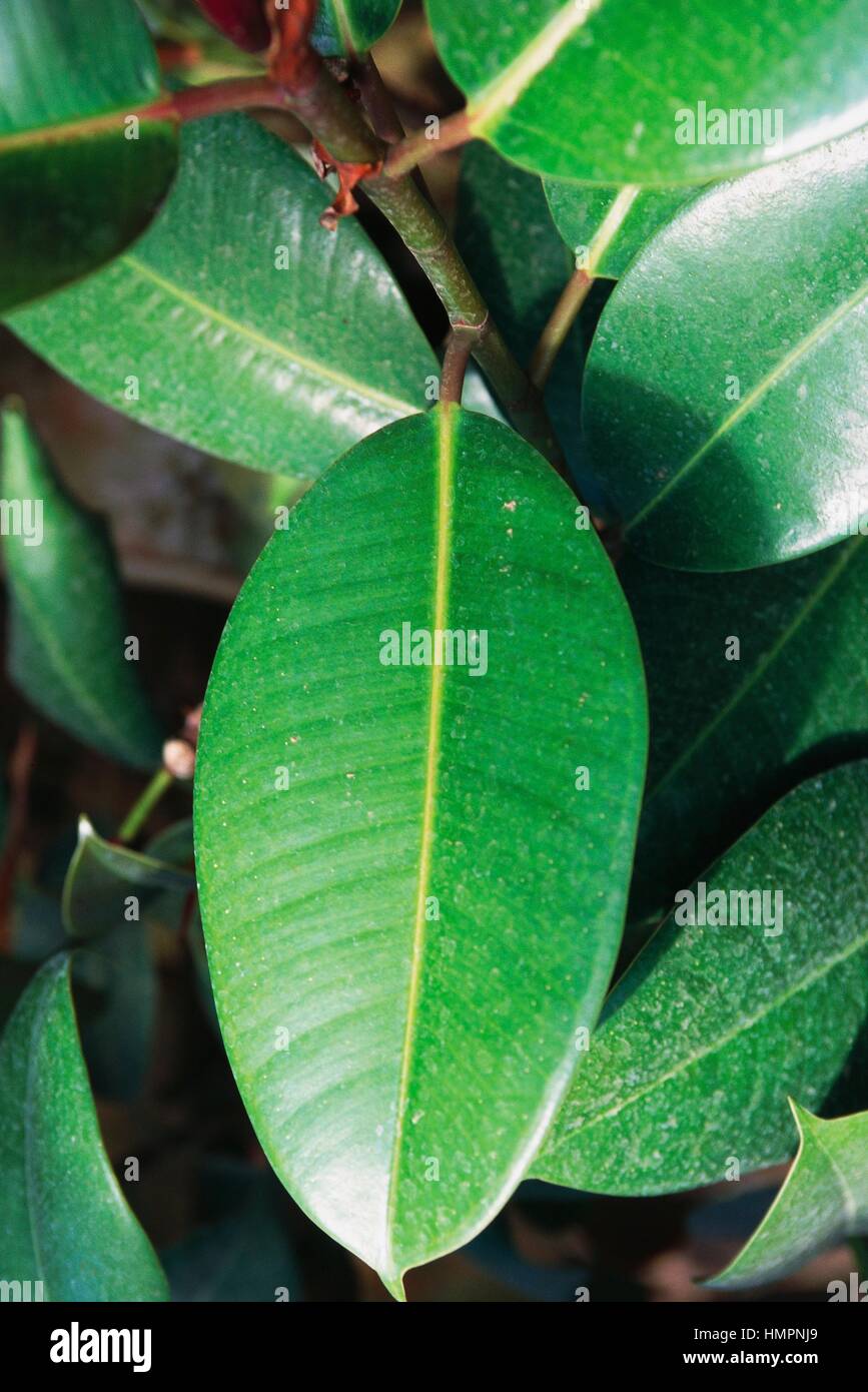 Indian rubber fig or Rubber plant (Ficus elastica), detail of the ...