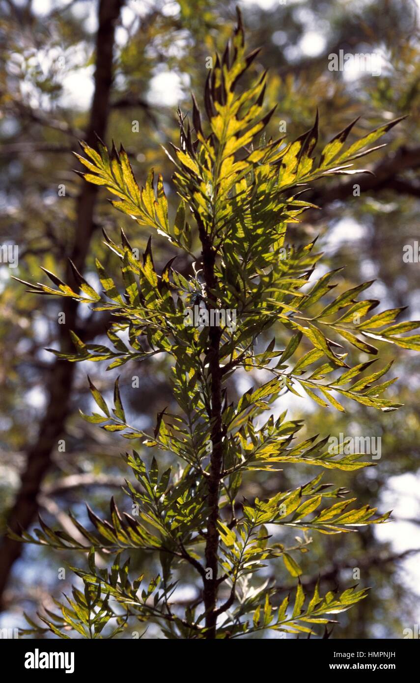 Proteas kathmandu hi-res stock photography and images - Alamy