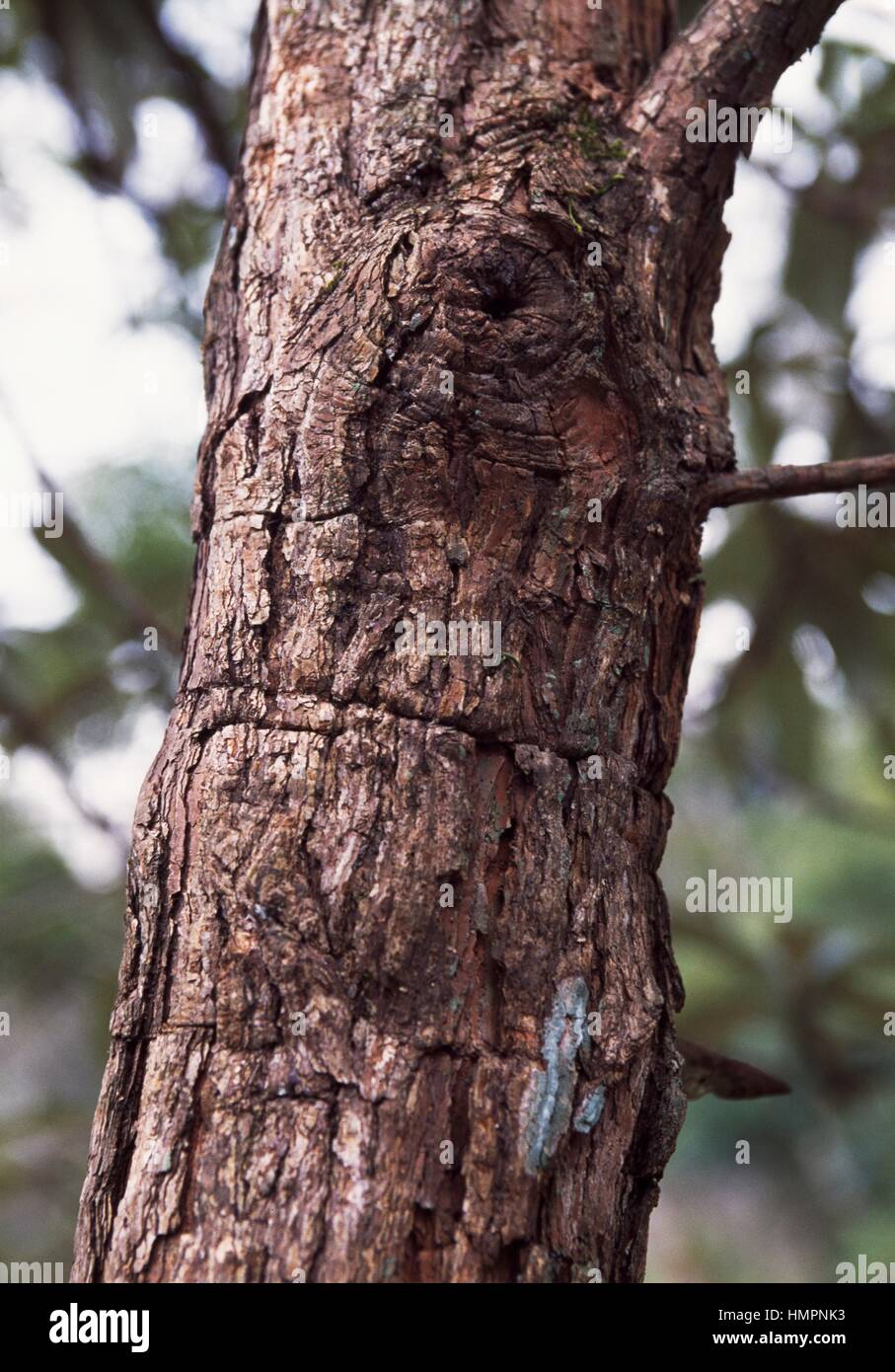 Rhododendron arboreum bark High Resolution Stock Photography and Images ...