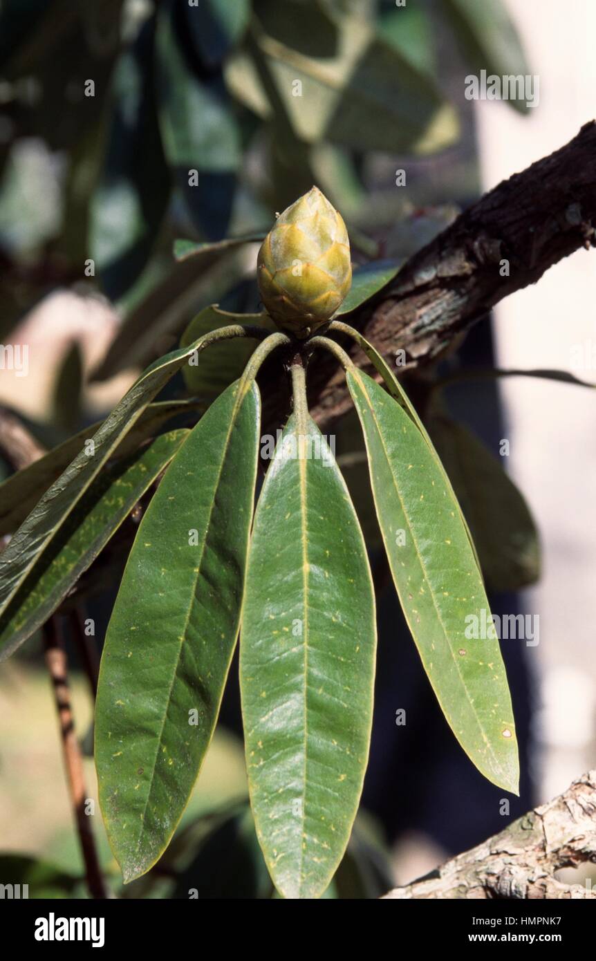 Tree rhododendron bud (Rhododendron arboreum), Ericaceae, Royal ...