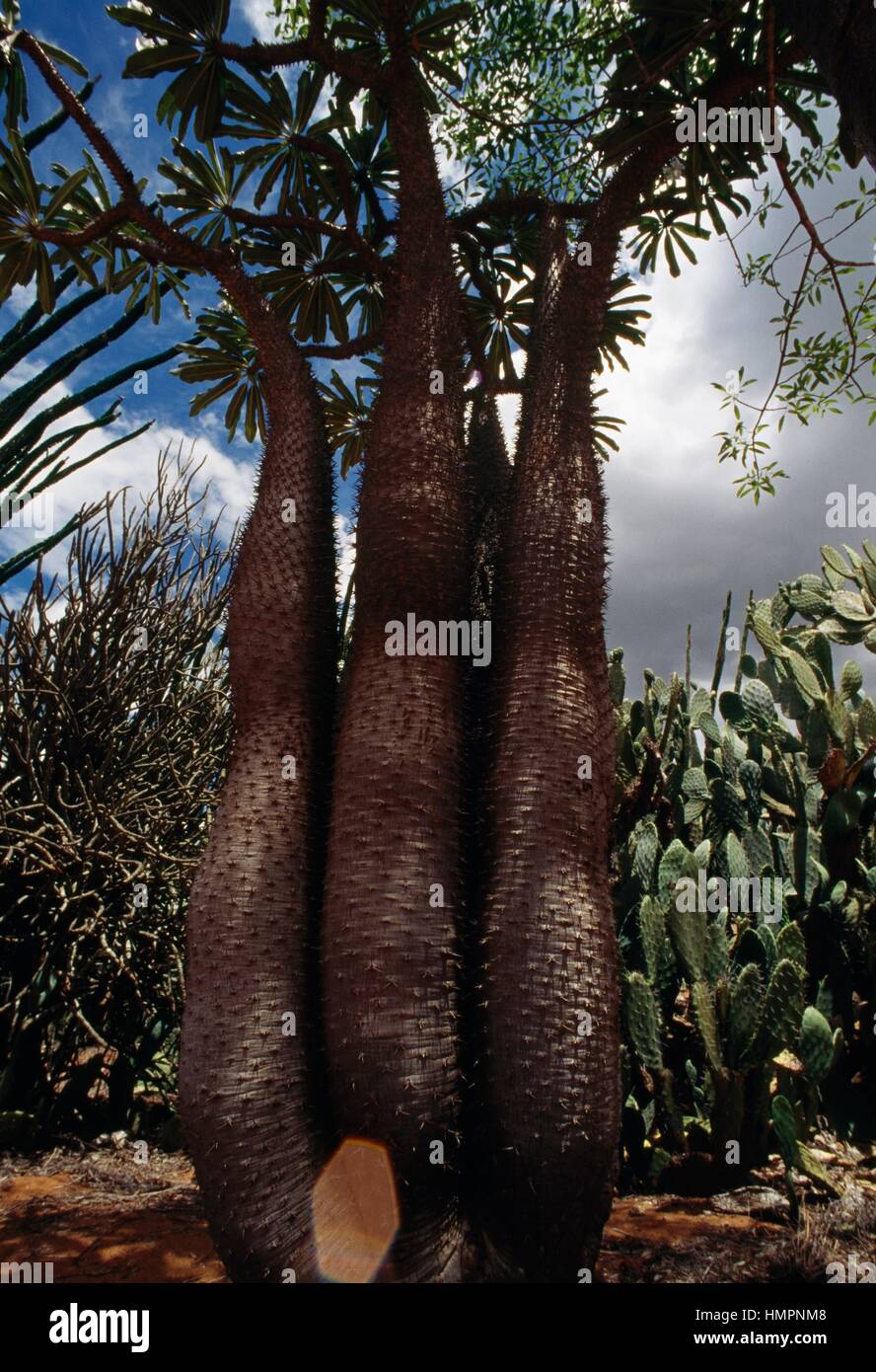 Madagascar palm pachypodium lamerei hi-res stock photography and images ...