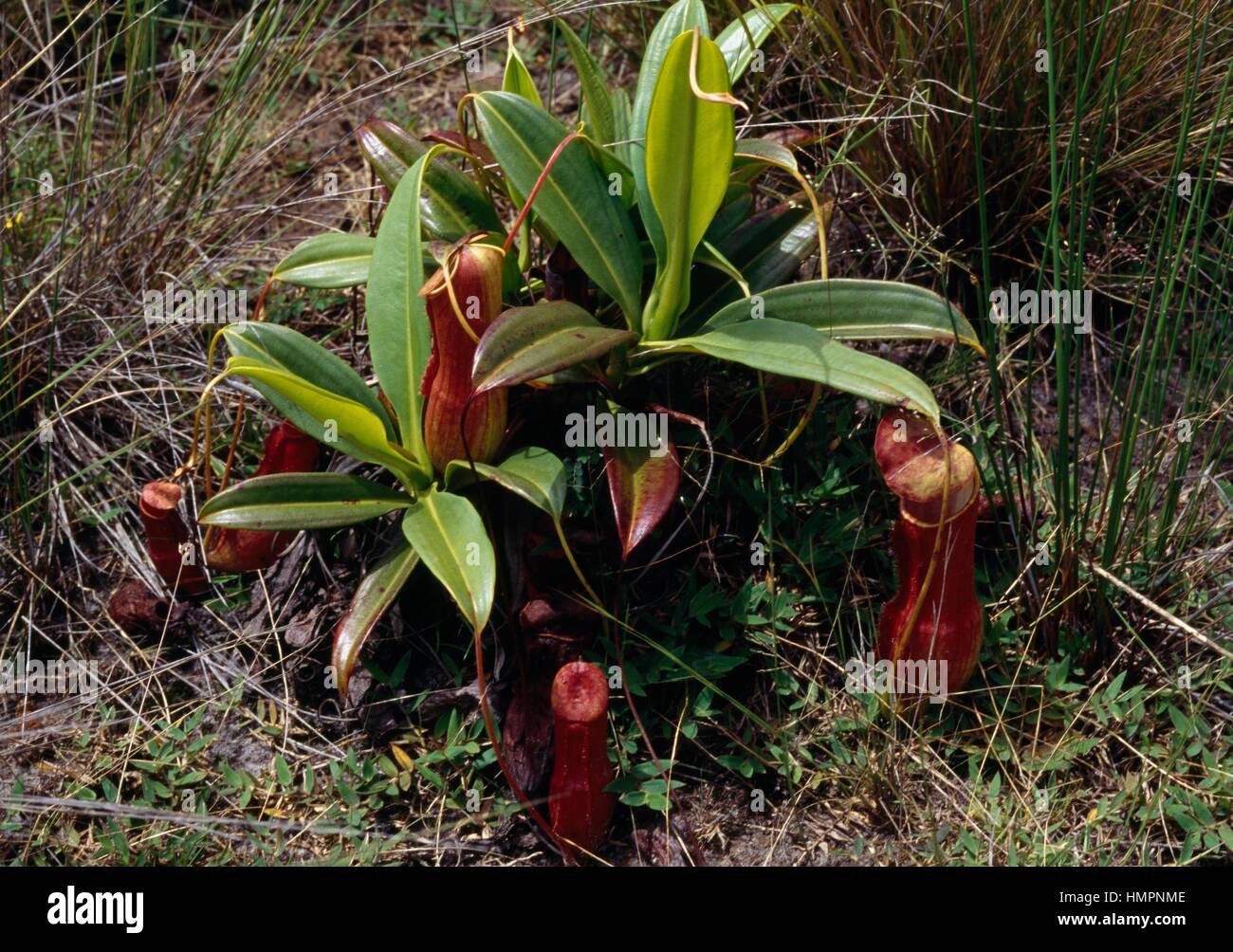 Tropical Pitcher Plant (Nephentes sp), Nepenthaceae, Madagascar Stock ...