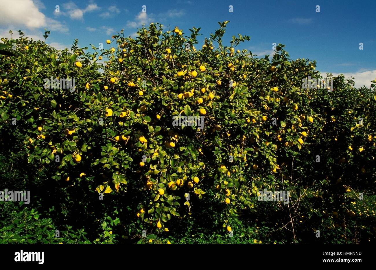 Citrus grove (Citrus sp), Rutaceae, Conca d'Oro, Sicily, Italy Stock ...