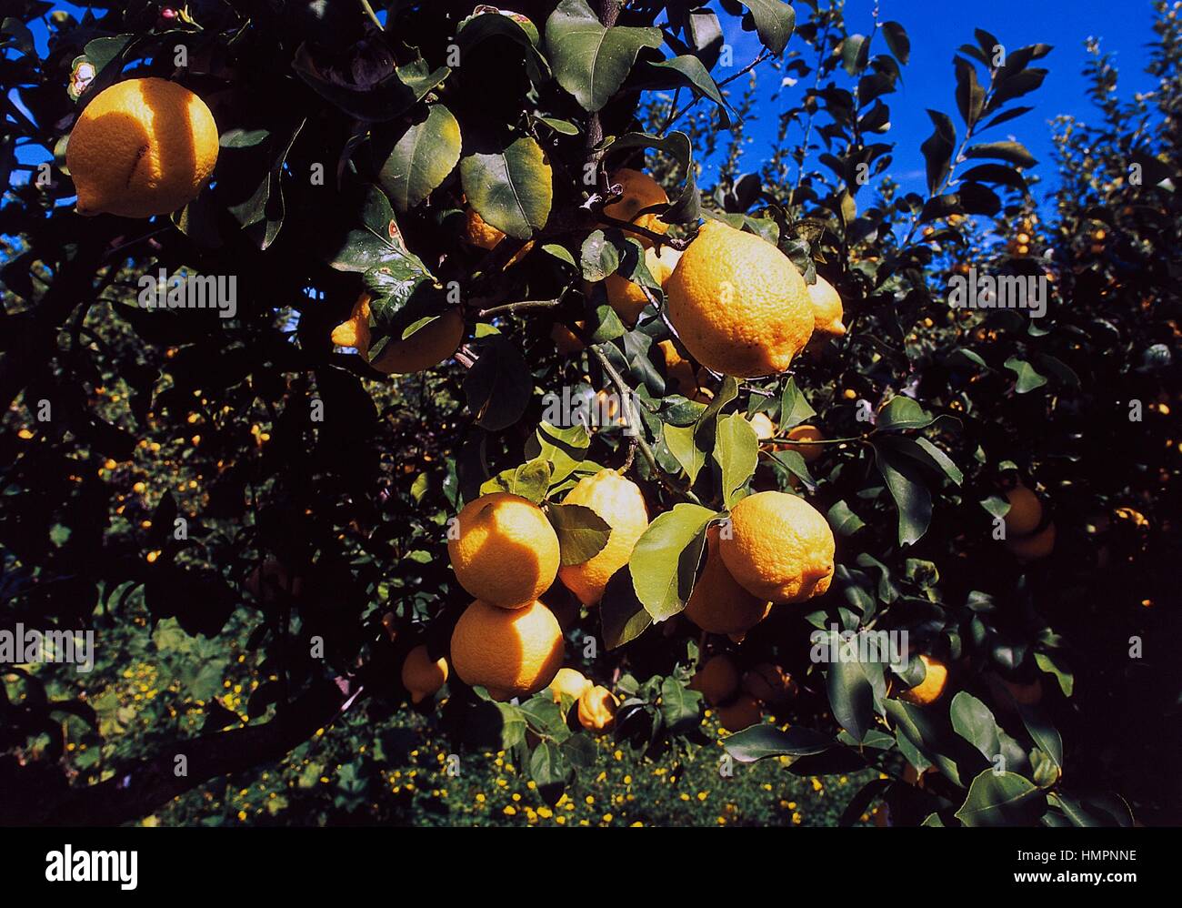 Lemon plant (Citrus x limon) with fruits, Conca d'Oro, Sicily, Italy ...