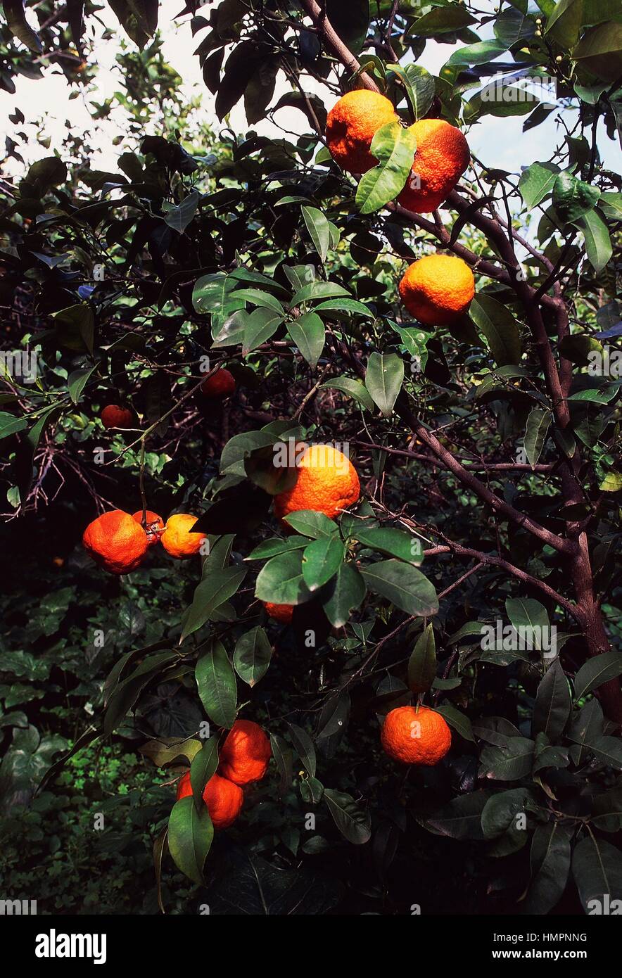 Orange plant (Citrus x sinensis) with fruits, Conca d'Oro, Sicily ...