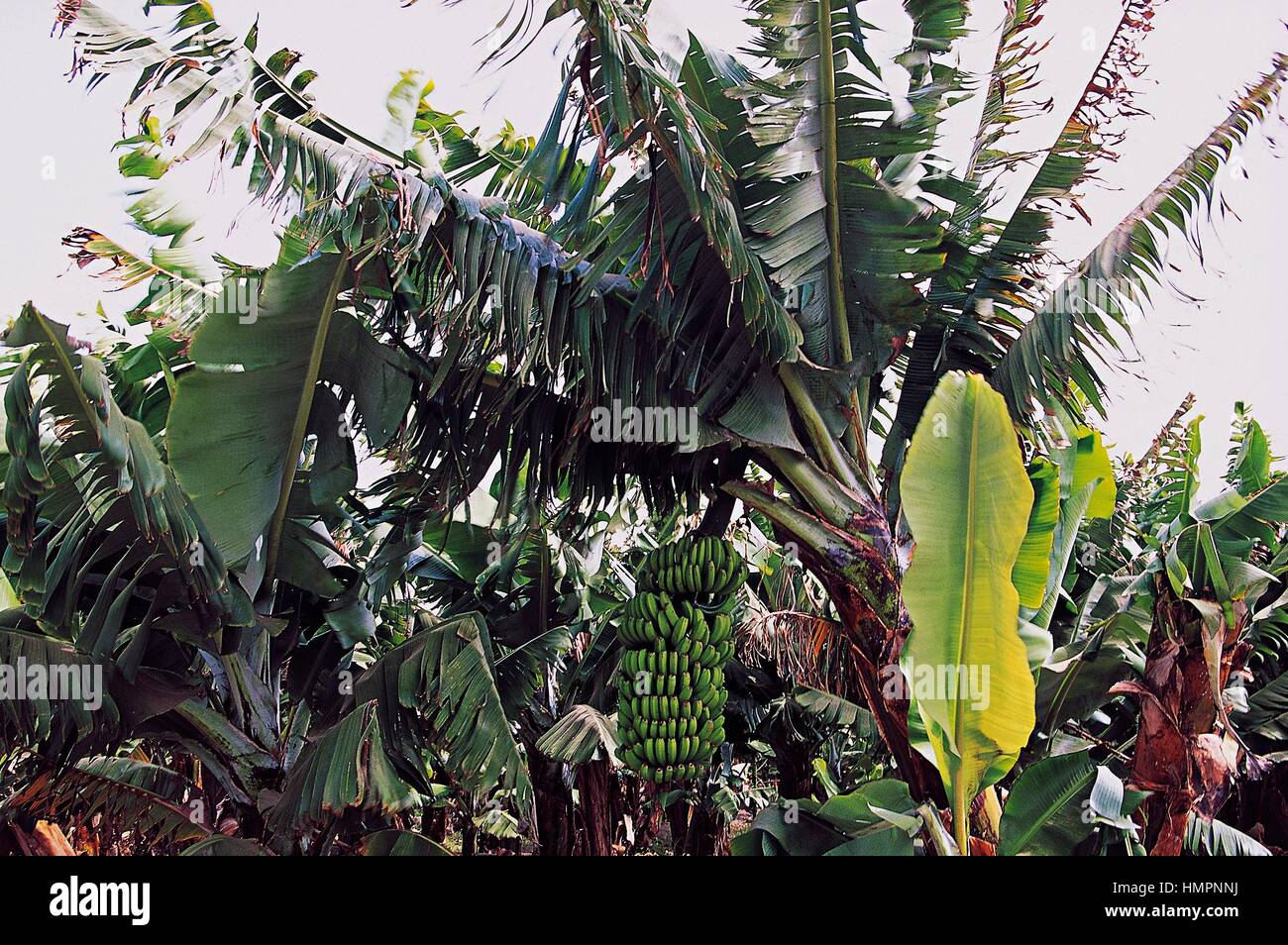 Banana plantation (Musa sp), Musaceae, Arucas, Gran Canaria, Canary ...