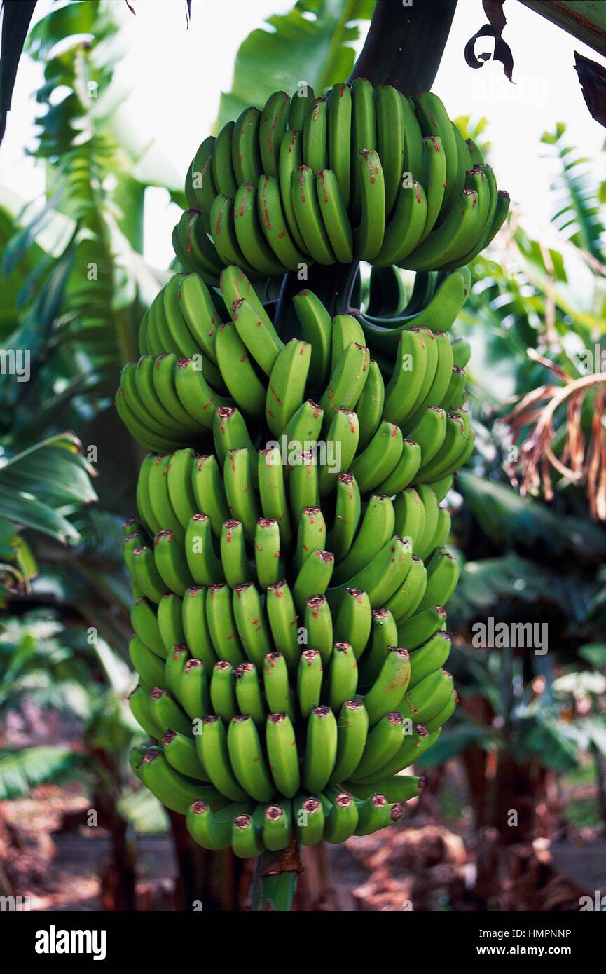 Banana plantation (Musa sp), Musaceae, Arucas, Gran Canaria, Canary ...