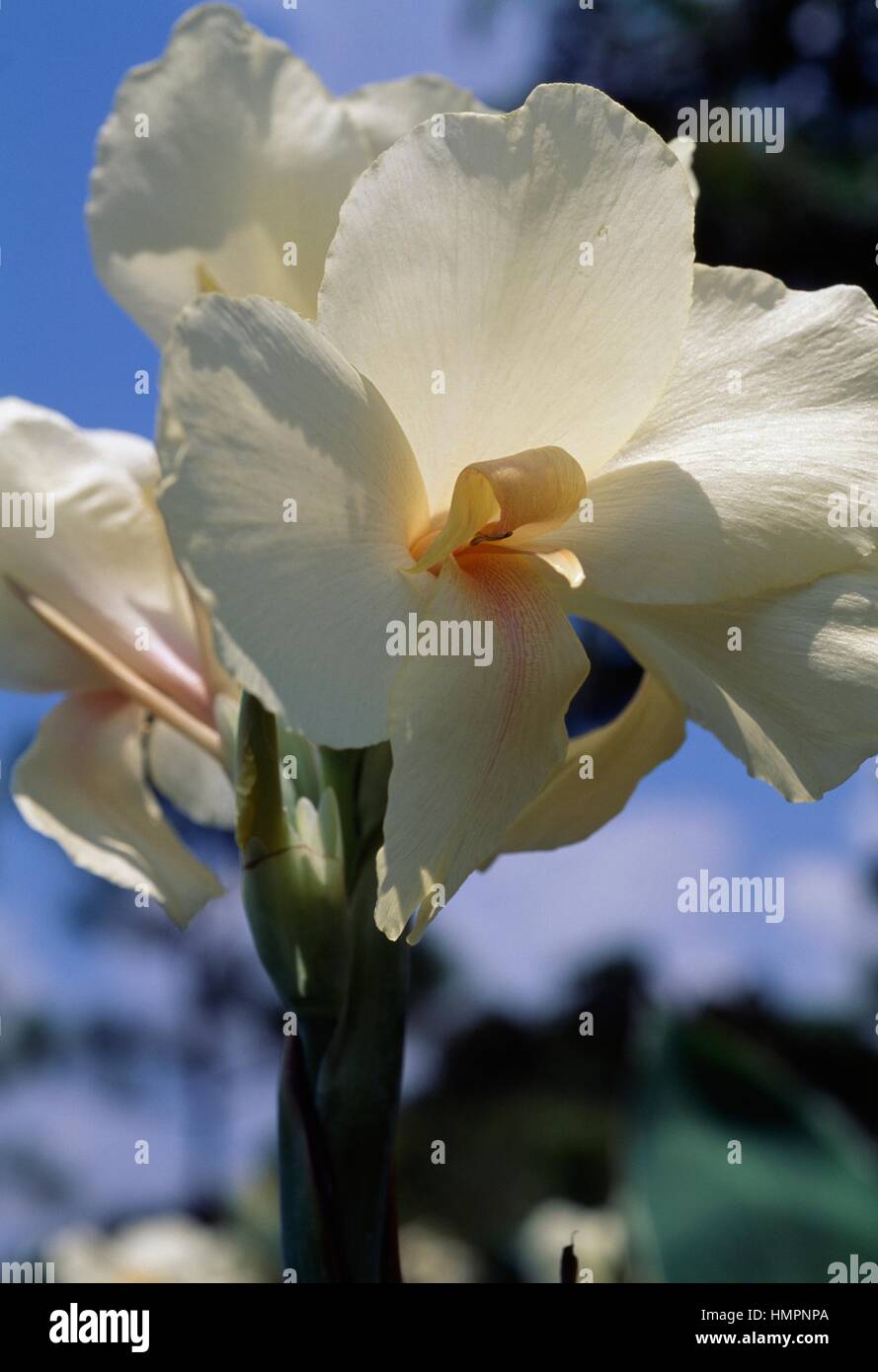 National flower of cuba hi-res stock photography and images - Alamy
