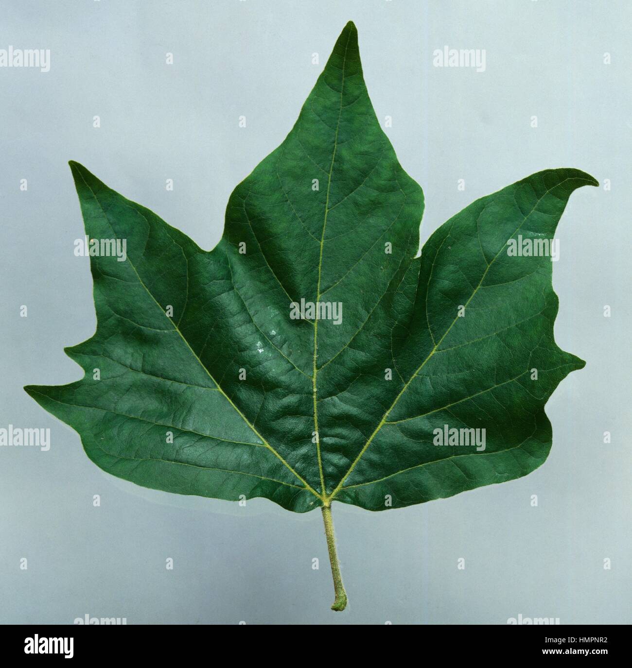 Simple palmate hi-res stock photography and images - Alamy