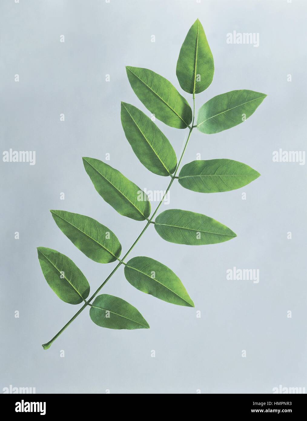 Botany - Fabaceae. Japanese pagoda tree (Sophora japonica). Odd-pinnate ...