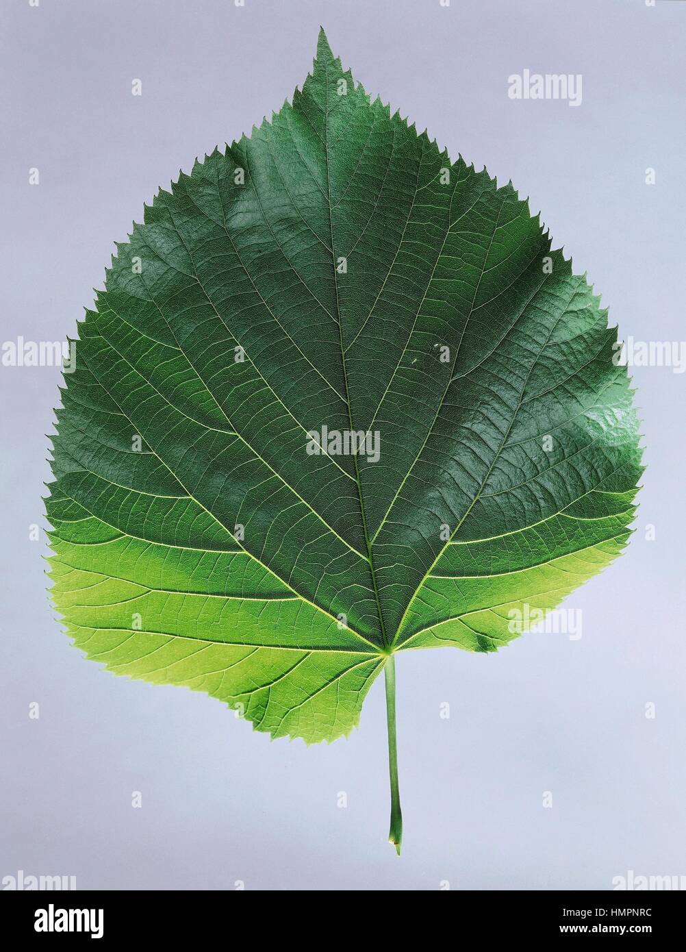 American Linden tooth-edged leaf (Tilia americana), Tiliaceae Stock ...