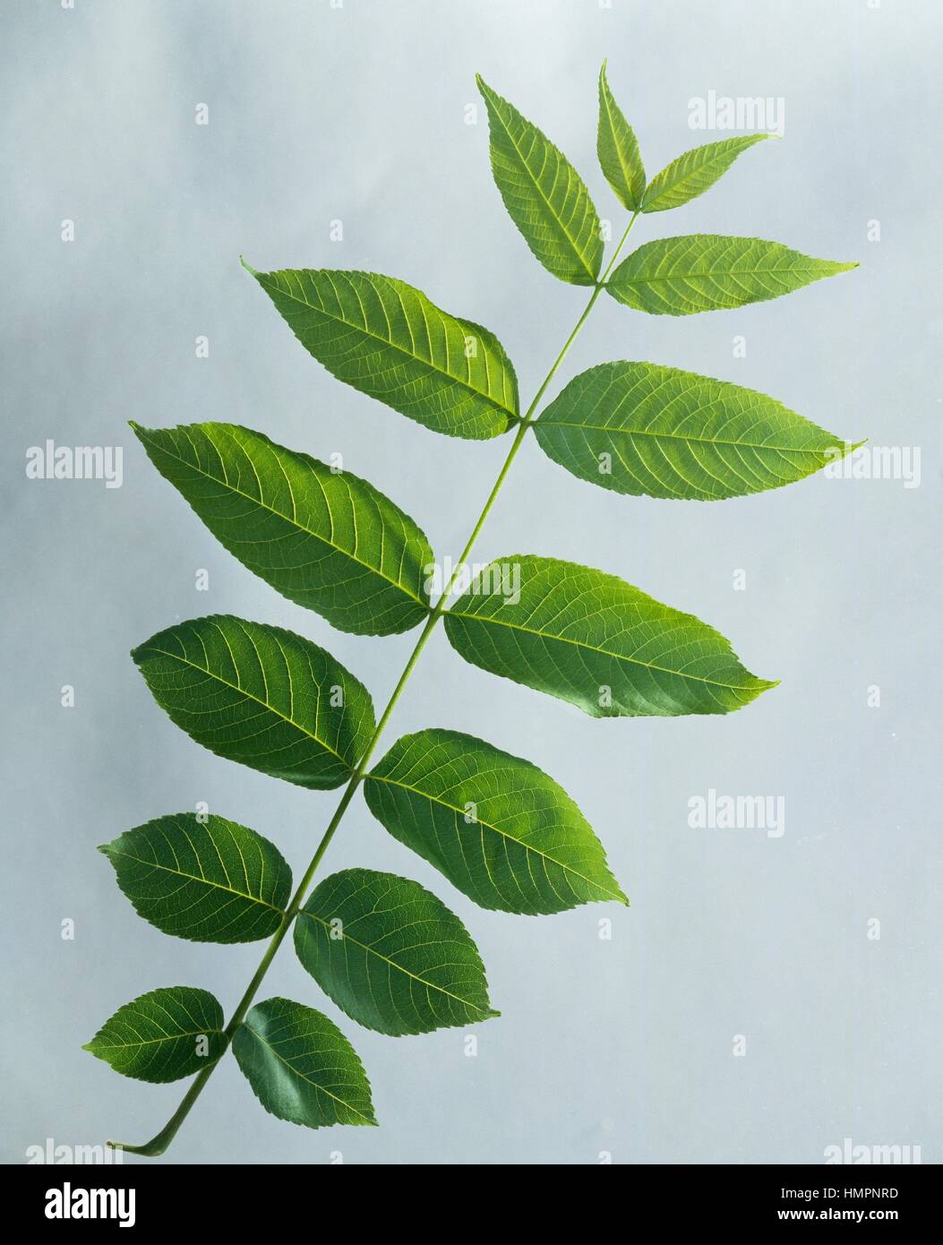 Even black hi-res stock photography and images - Alamy