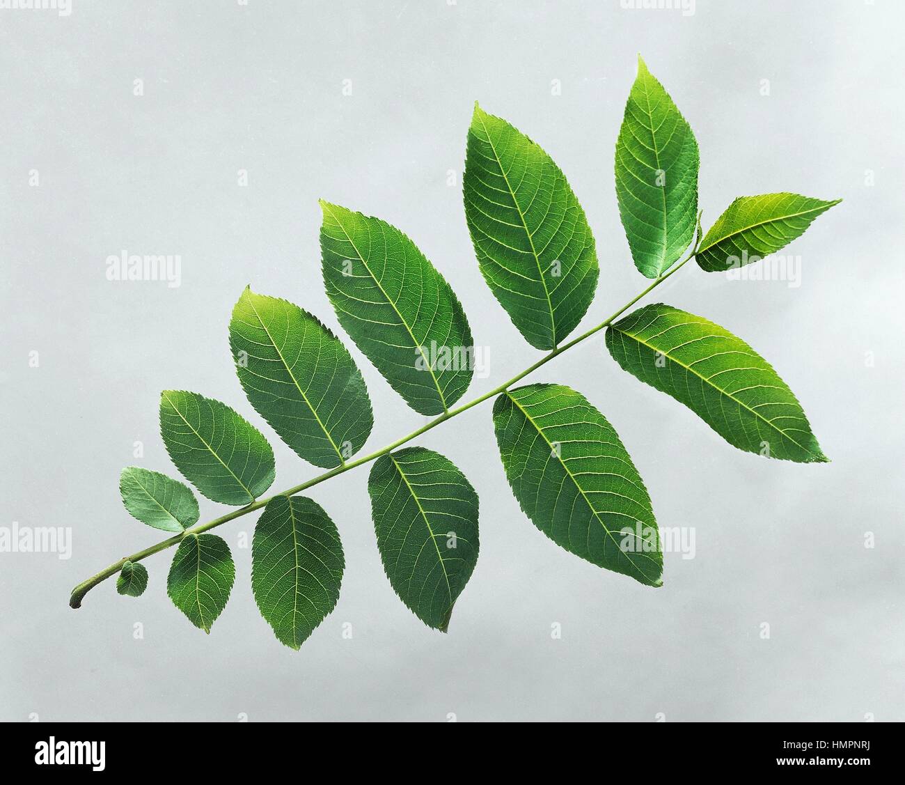 Black Walnut even-pinnated leaf (Juglans nigra), Juglandaceae Stock ...