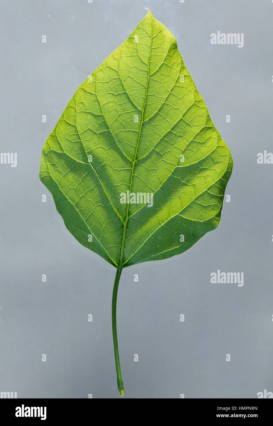 Cigar Tree apicol apex leaf (Catalpa bignonioides), Bignoniaceae Stock ...