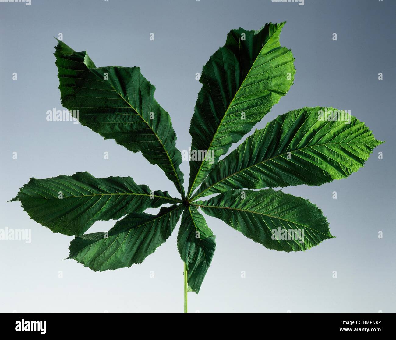 Horse-Chestnut or Indian Chestnut palmate leaf (Aesculus hippocastanum ...