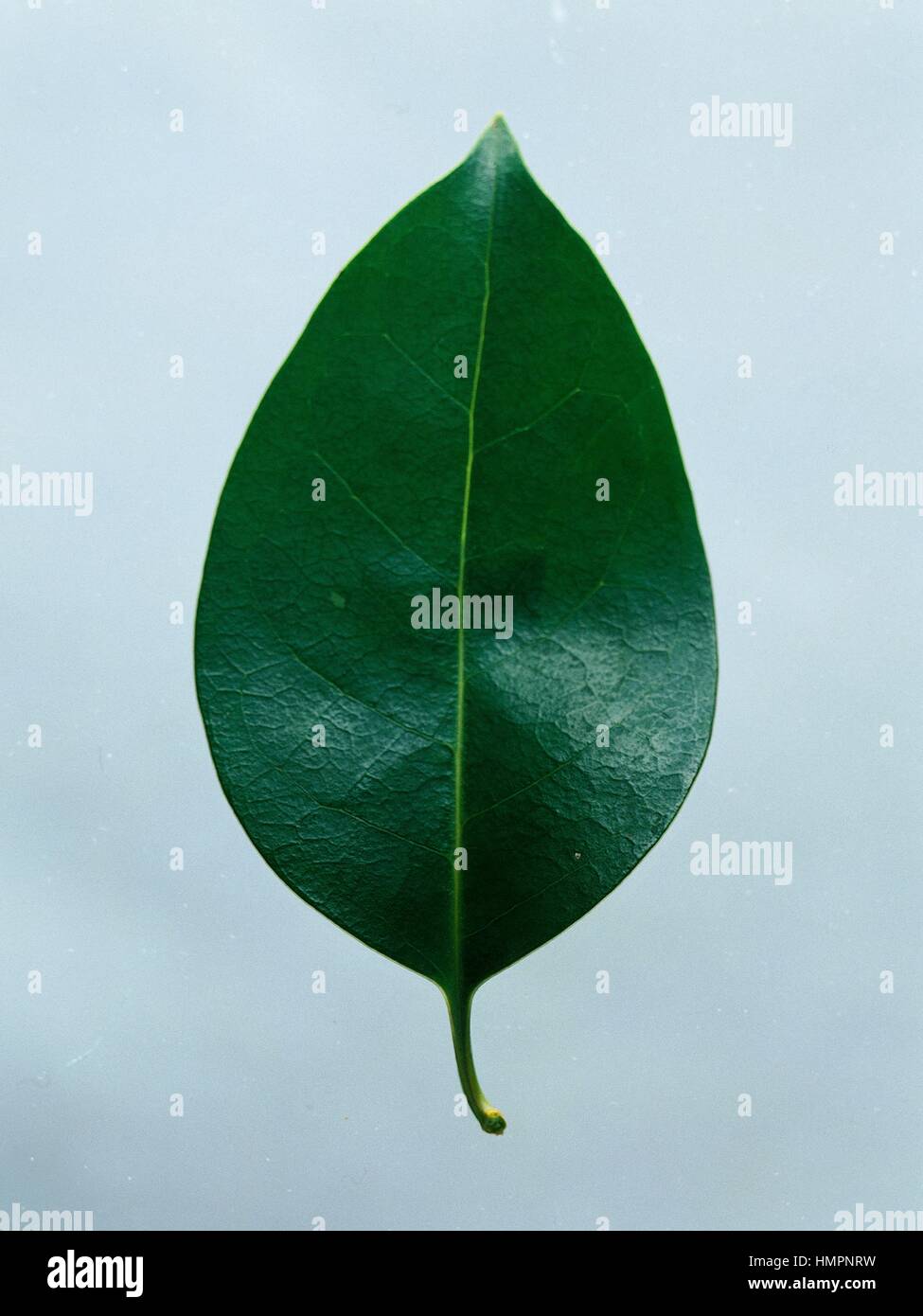 Smooth-edged Glossy Privet leaf (Ligustrum lucidum), Oleaceae Stock ...