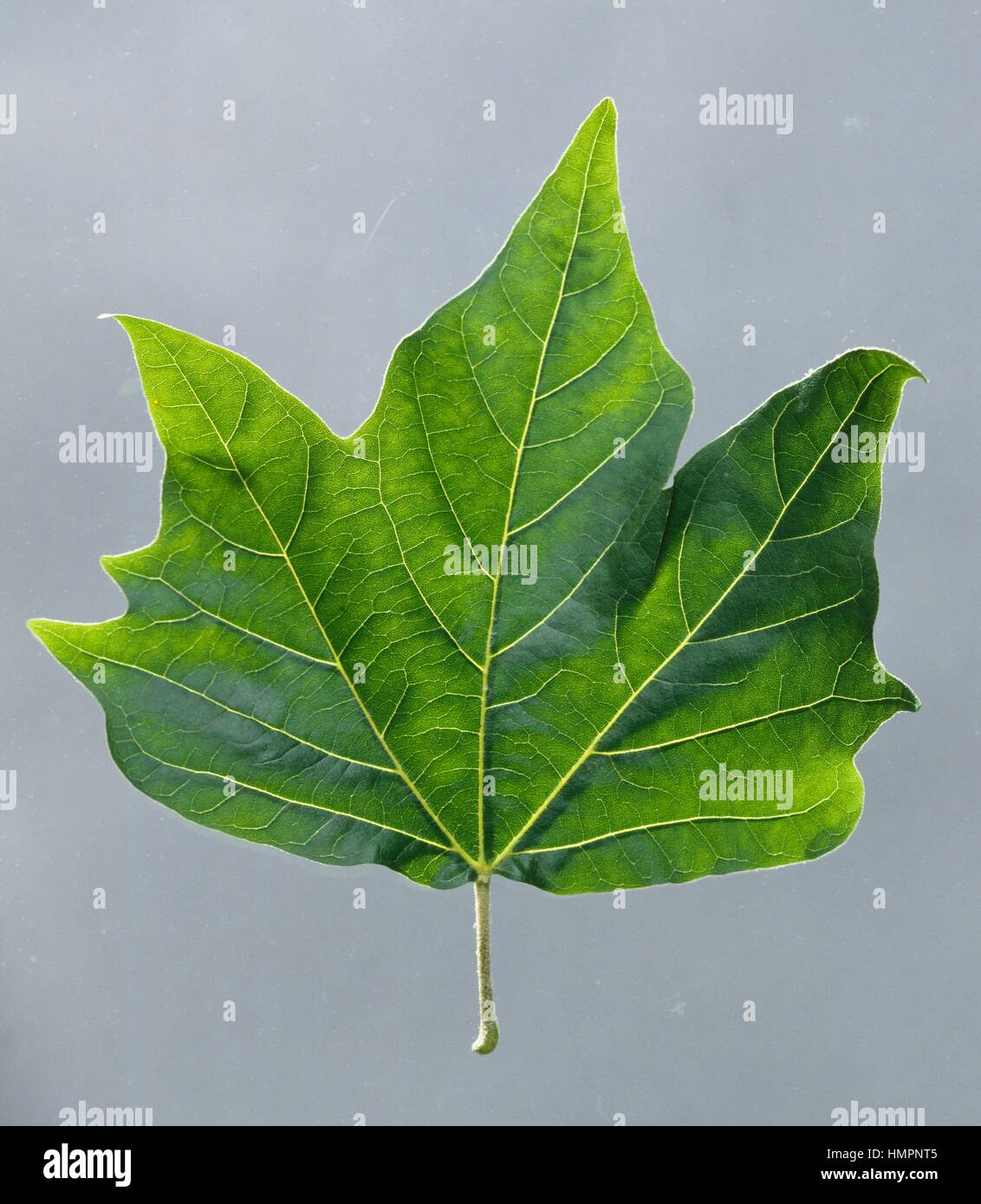 Platanus Occidentalis Leaf