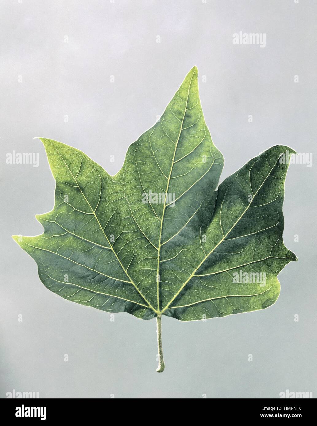 Botany - Platanaceae. Sycamore (Platanus occidentalis). Leaf Stock ...