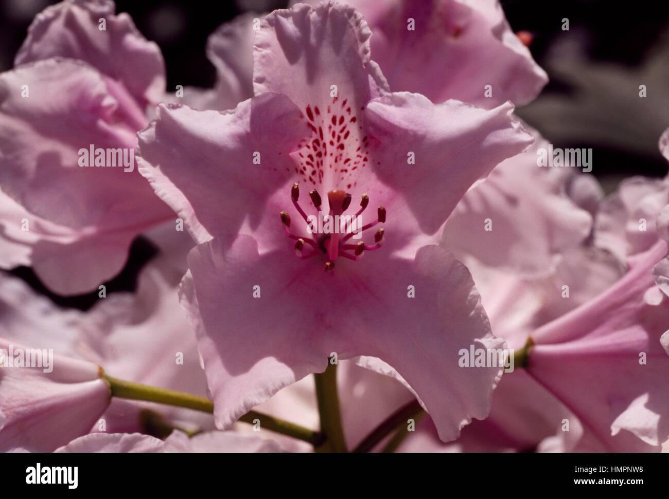 Rhododendron (Rhododendron hybridum), Ericaceae Stock Photo - Alamy